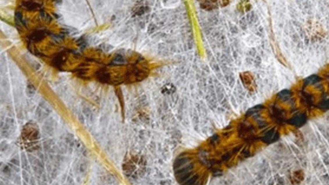 Chêne processionnaire du pin | Syngenta